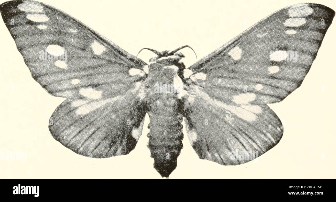 "An ecological study of prairie and forest invertebrates" (1915 Stock ...