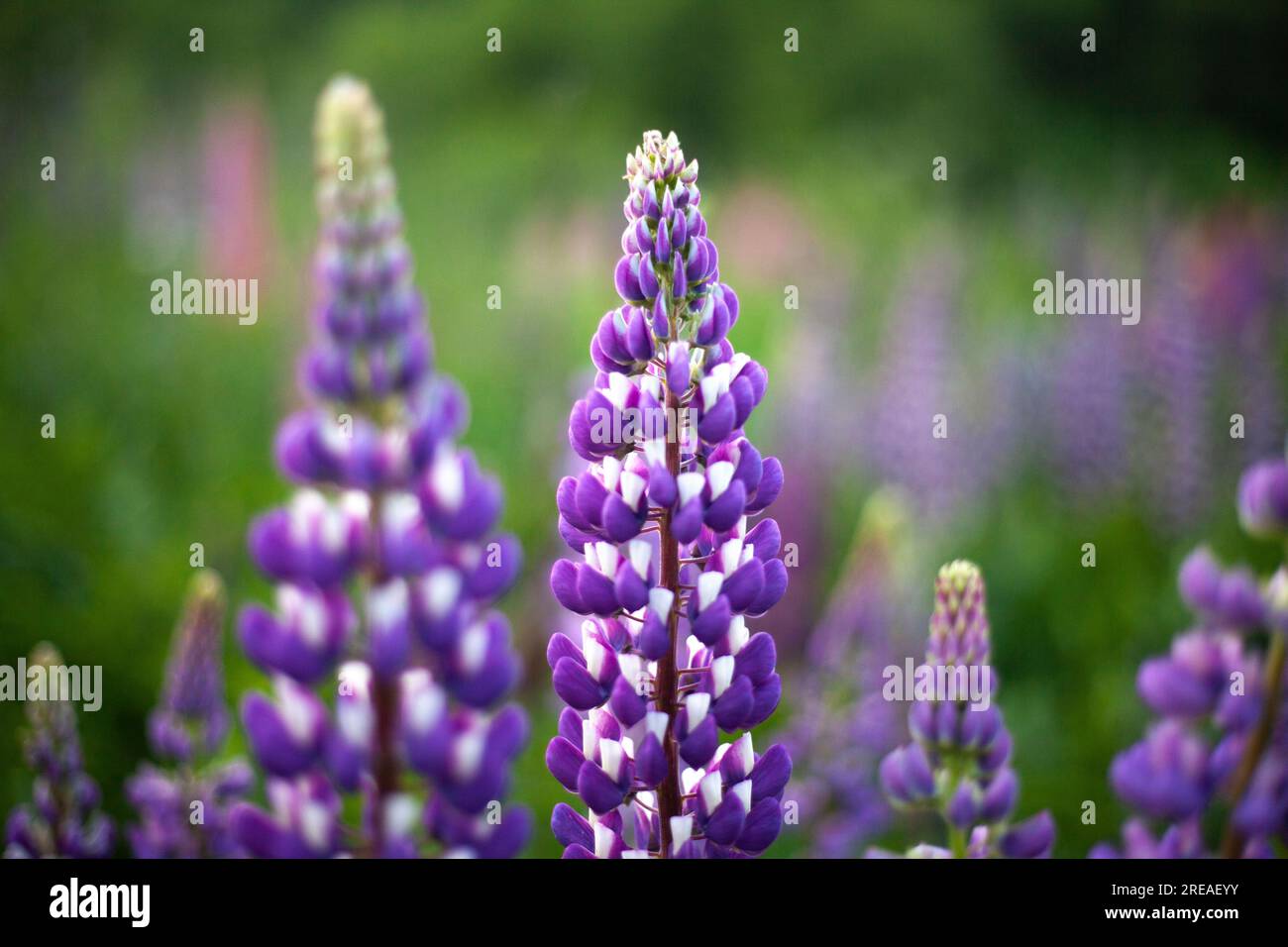 Purple flowers in field. Plants in garden. Useful plant. Russian tea ...