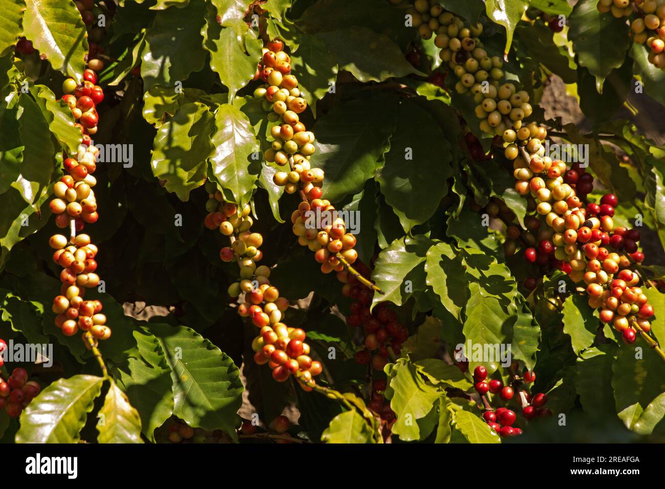 Coffea arabica. Arabic coffee plant, tree with berries Stock Photo - Alamy