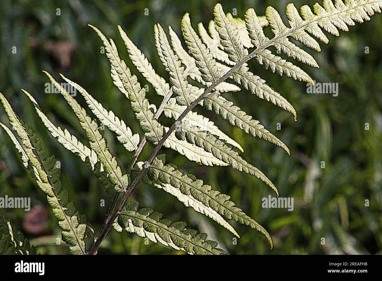 Pteridophyte ferns frond fronds hi-res stock photography and images - Alamy
