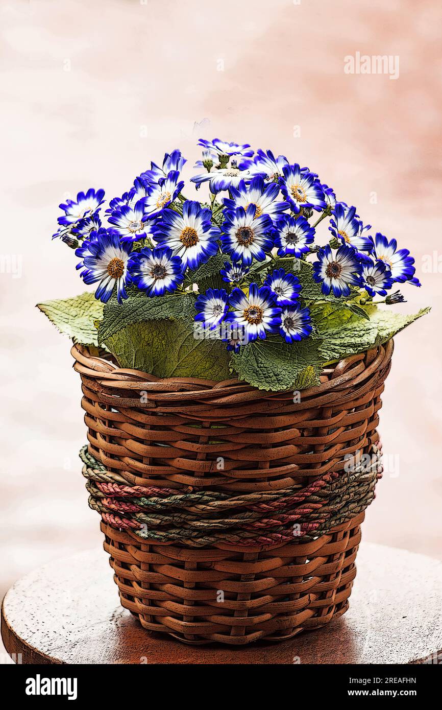 Pericallis hybrid, Pericallis, ‘Senetti Blue Bicolor’ Cineraria plant ...