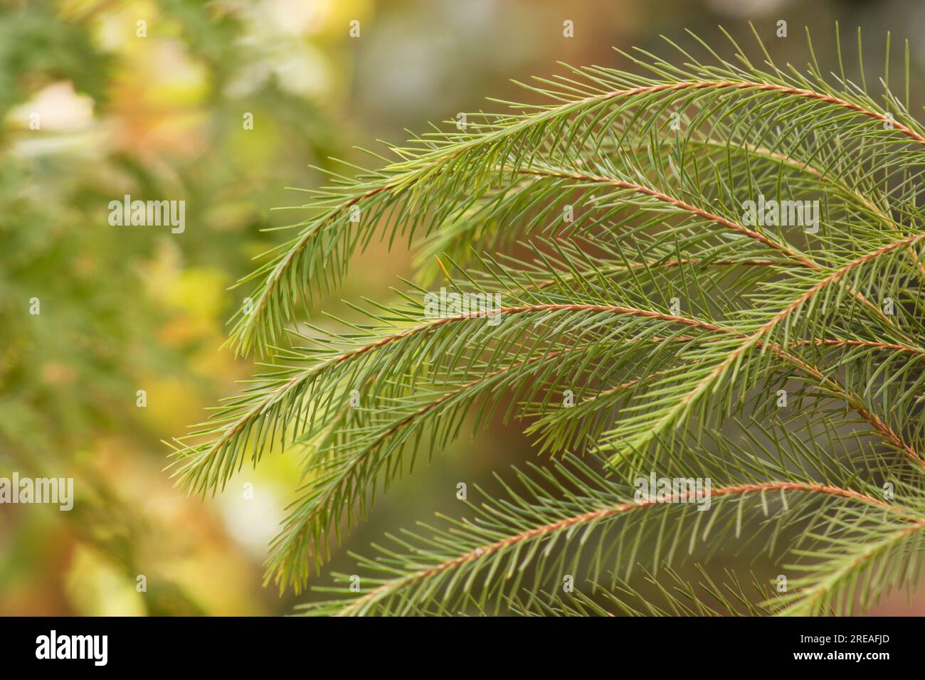 Melaleuca alternifolia,"Tea tree" tree branches on natural background Stock Photo - Alamy