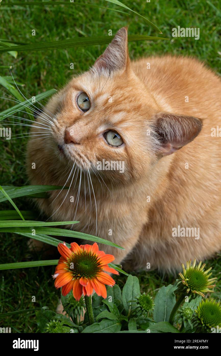 Big old ginger cat with long whiskers sitting in garden in summer Stock ...