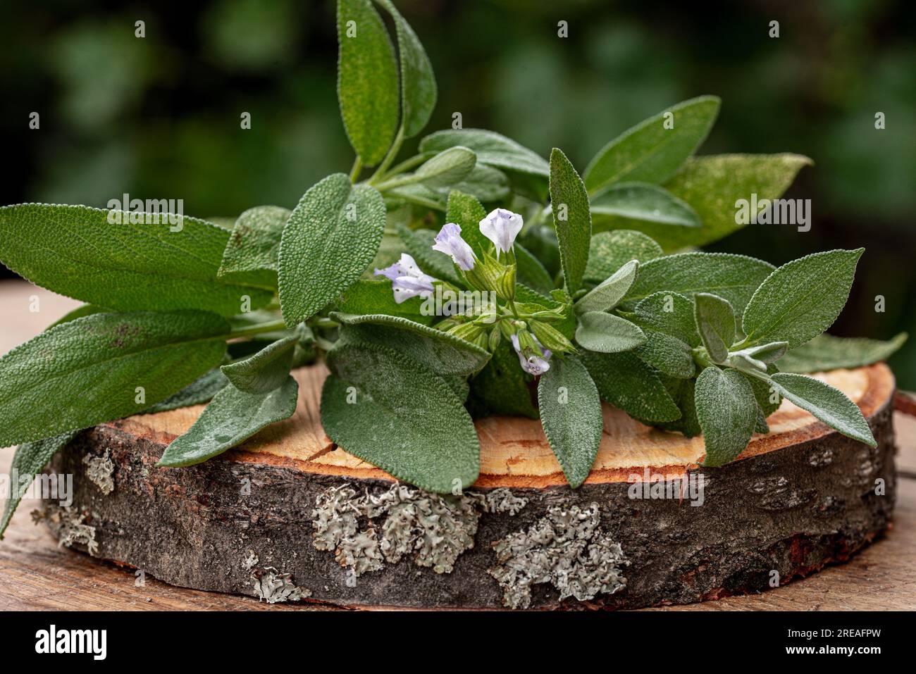 Salvia officinalis, common sage, a small evergreen subshrub with ...