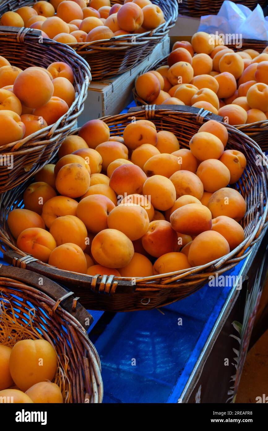 New harvest of fresh ripe sweet yellow-red apricots fruits in Provence ...