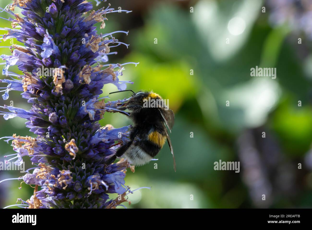 Honey bee insect pollinates purple flowers of agastache foeniculum ...