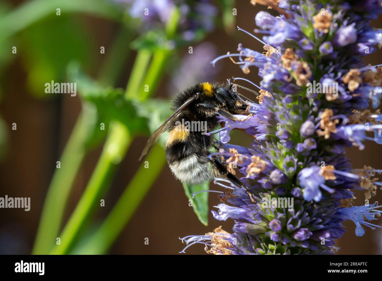 Honey bee insect pollinates purple flowers of agastache foeniculum ...