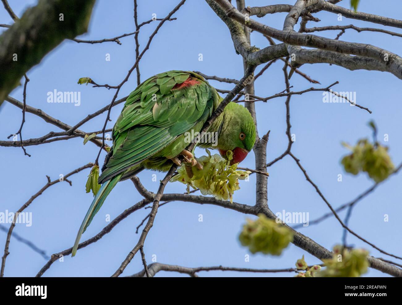 Rose ringed parakeet on a tree branch in Amsterdam Stock Photo - Alamy