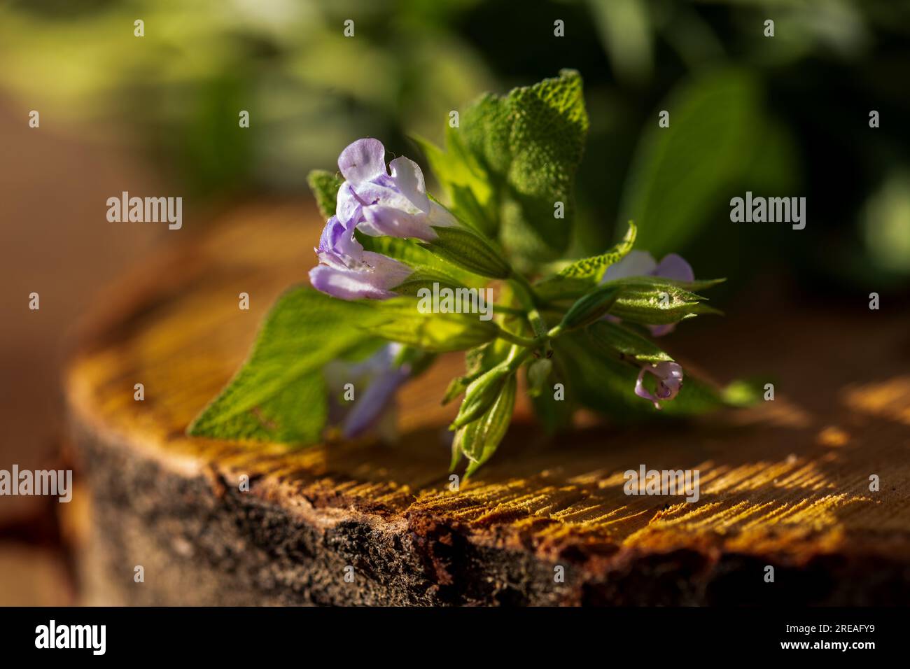 Pink flowers of Salvia officinalis, common sage, a small evergreen ...