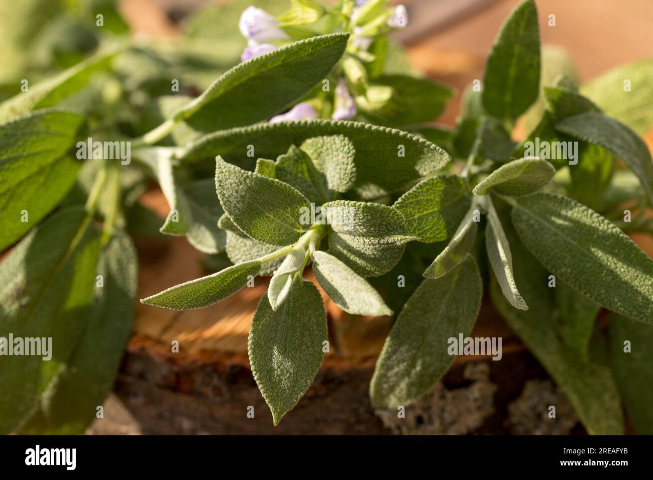 Salvia officinalis, common sage, a small evergreen subshrub with ...