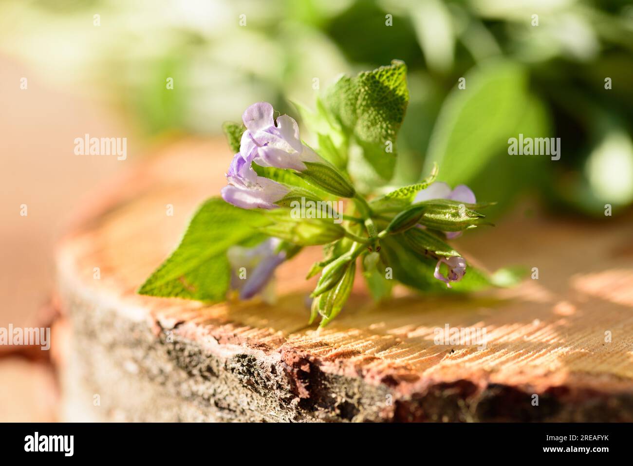 Small salvia flowers hi-res stock photography and images - Alamy
