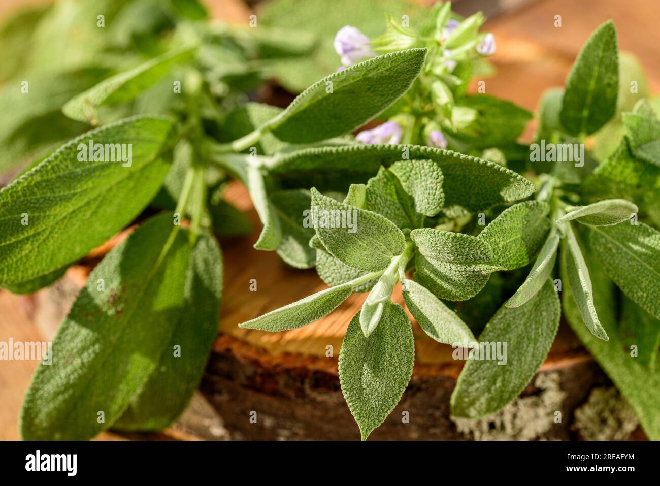 Salvia officinalis, common sage, a small evergreen subshrub with ...