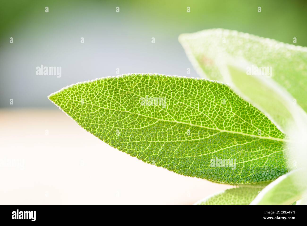 Green leaf os Salvia officinalis, common sage, a small evergreen ...