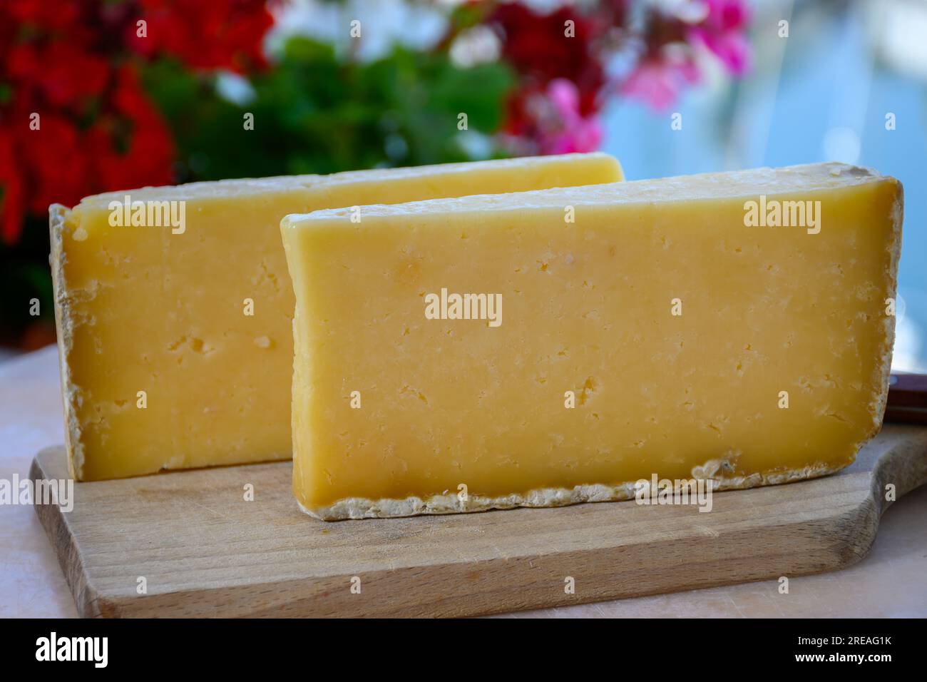 Cheese collection, hard French cheese old cantal fermier made from raw ...