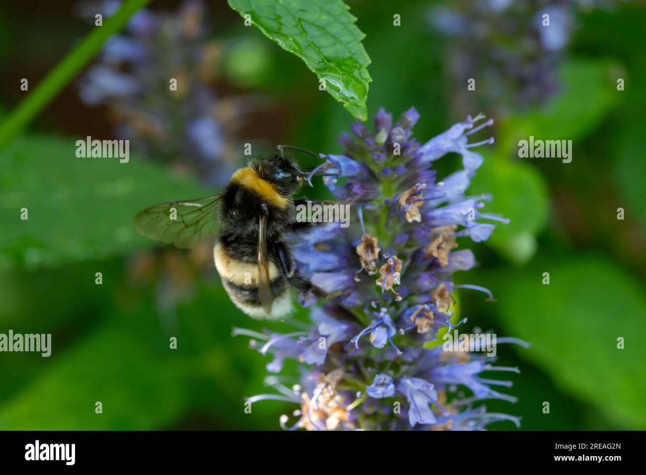 Honey bee insect pollinates purple flowers of agastache foeniculum ...