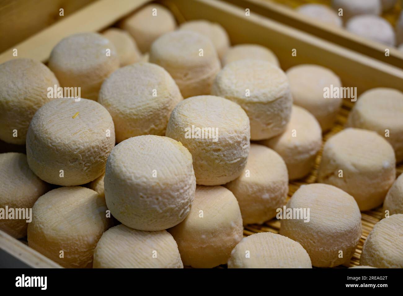 Cheese collection, soft goat French cheese with mold crottin de ...