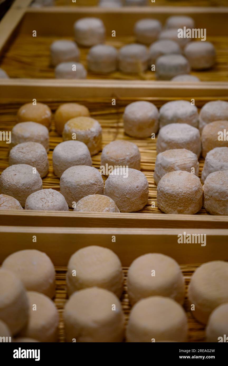 Cheese collection, soft goat French cheese with mold crottin de ...