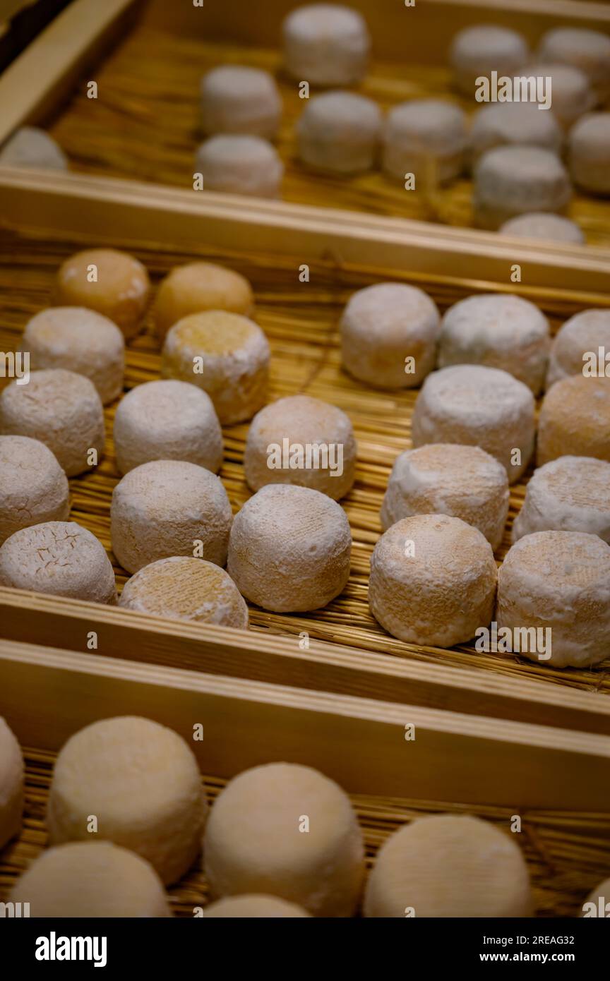 Cheese collection, soft goat French cheese with mold crottin de ...