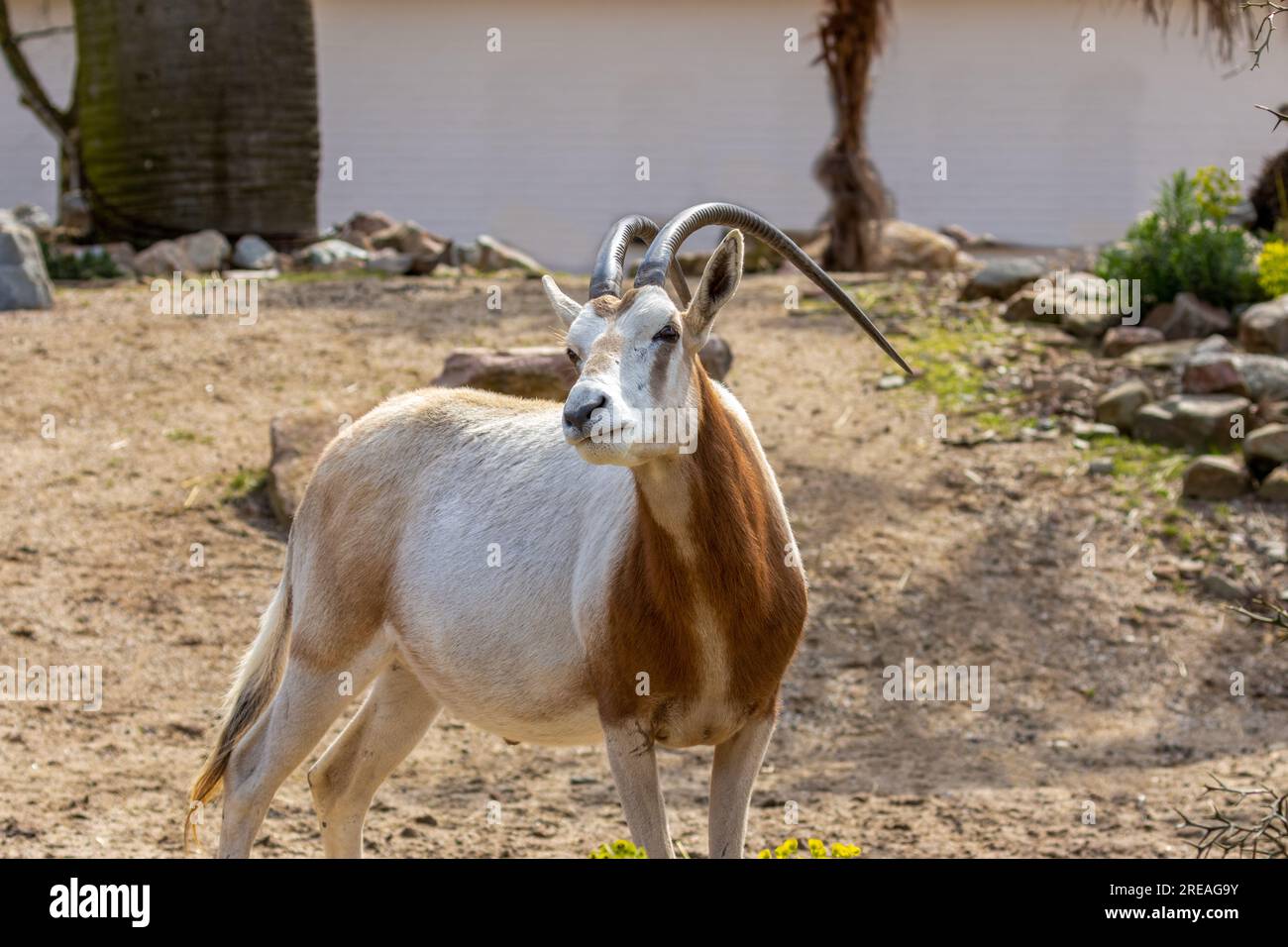 Scimitar horned oryx, now extinct in the wild, here in a re-breeding ...