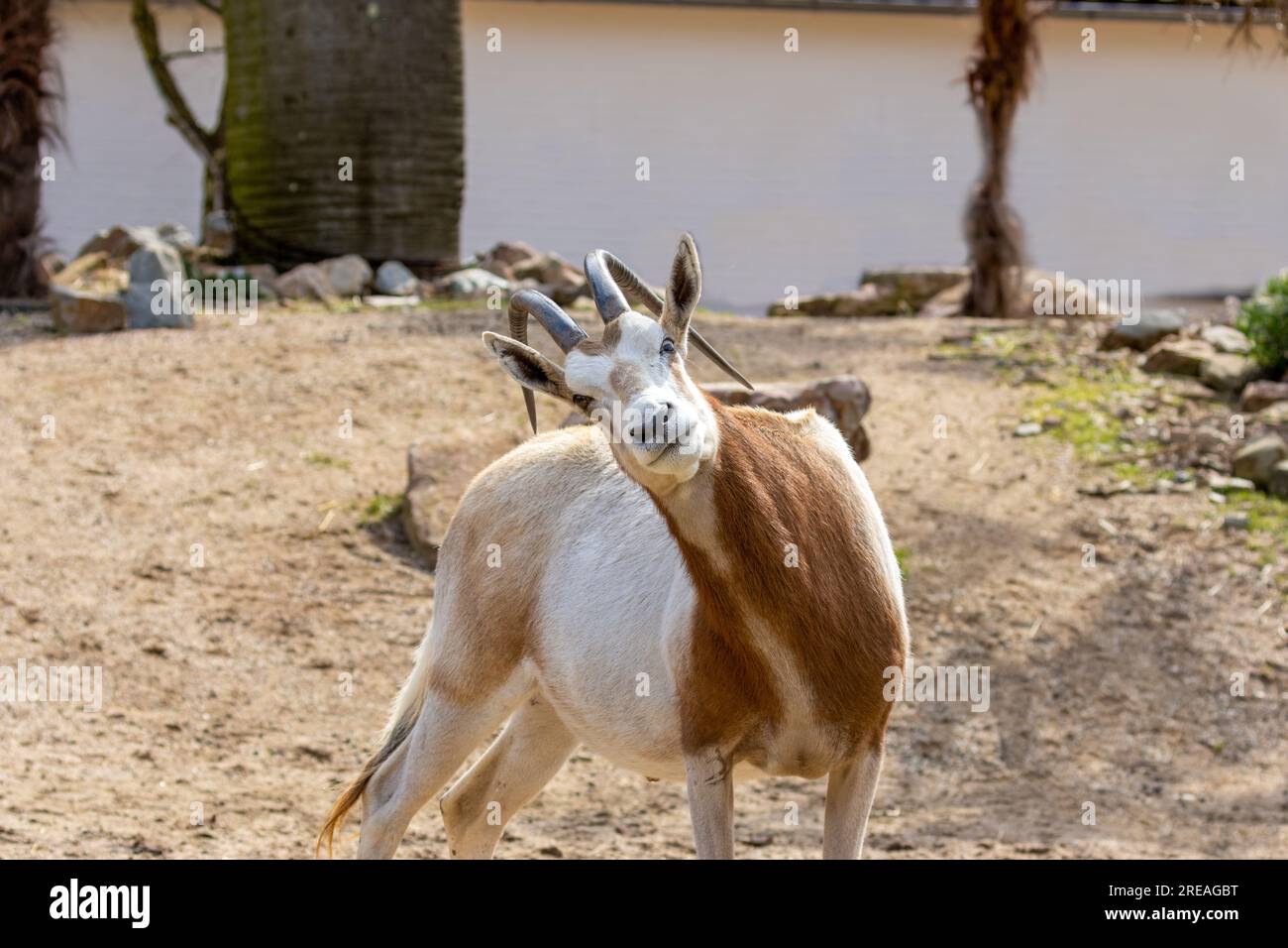 Scimitar horned oryx, now extinct in the wild, here in a re-breeding ...