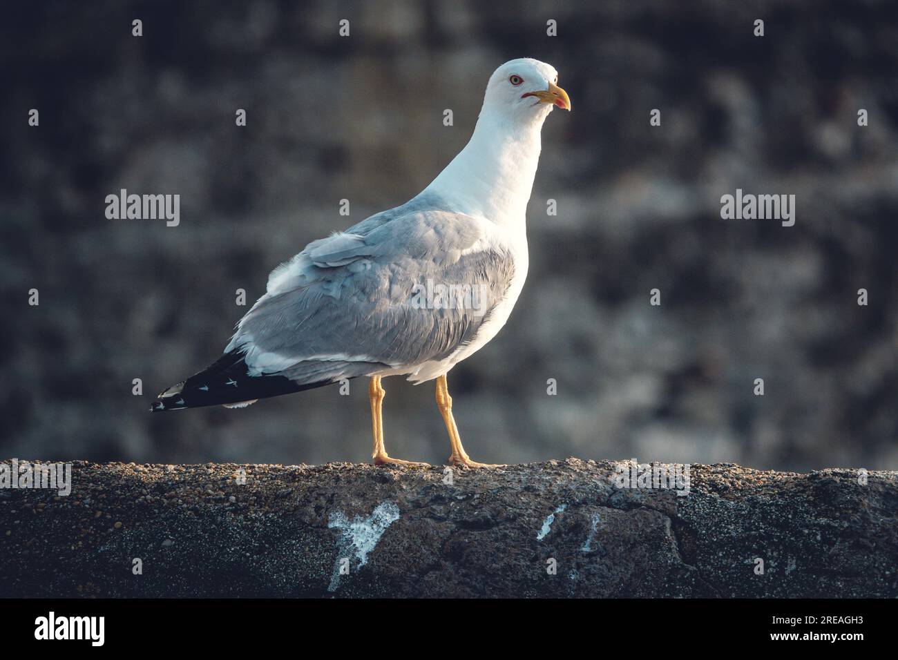 Gaviota grande hi-res stock photography and images - Alamy