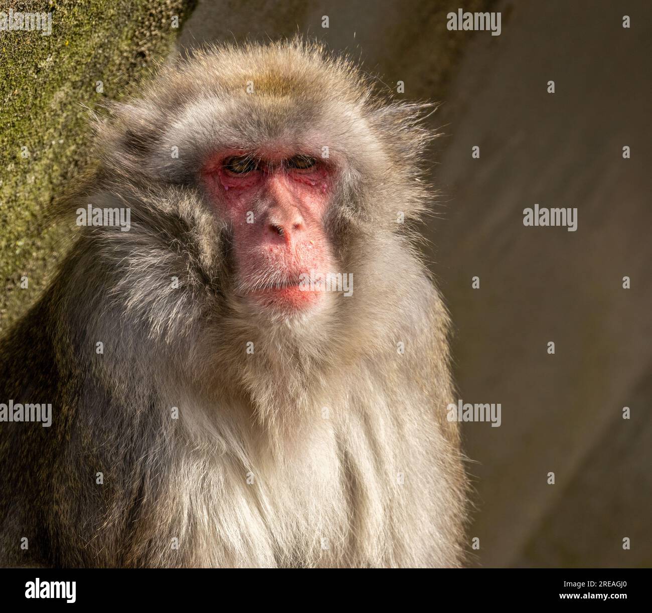 Japanese macaque enjoying the sunshine pulling a funny face Stock Photo ...