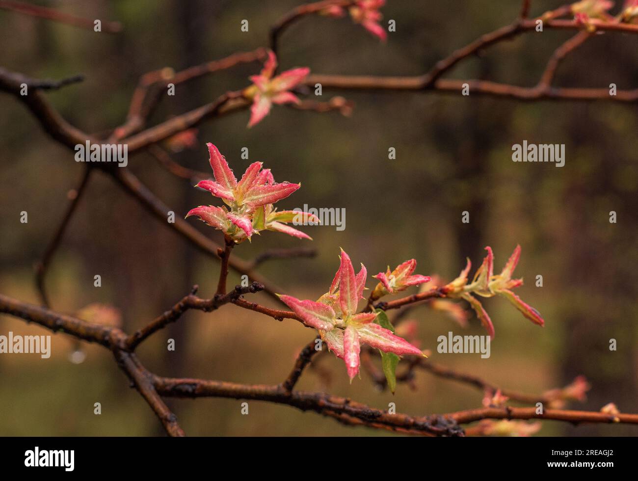 White Oak Tree Spring