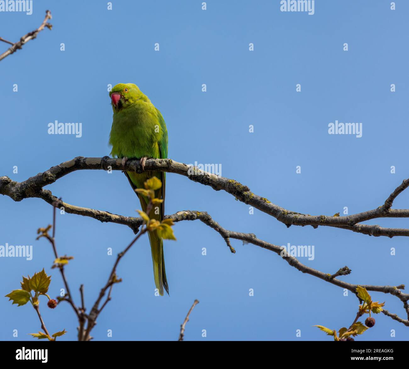 Rose ringed parakeet on a tree branch in Amsterdam Stock Photo - Alamy