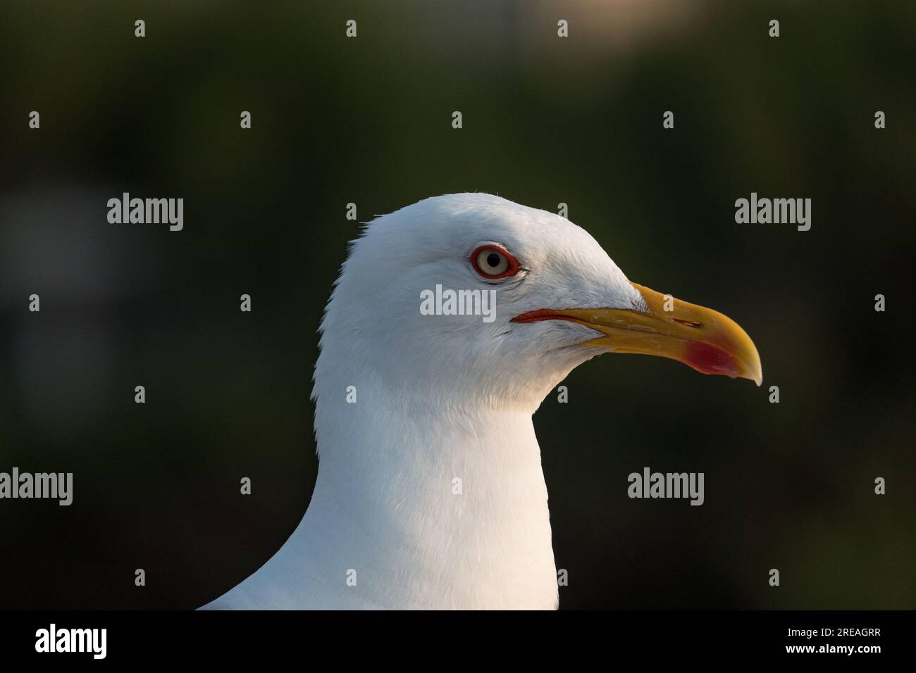 Seagull in big berach hi-res stock photography and images - Alamy