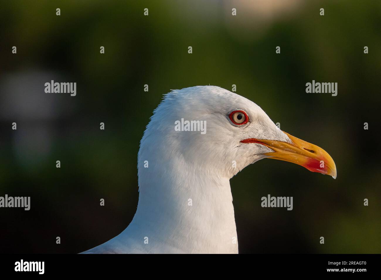 Seagull in big berach hi-res stock photography and images - Alamy