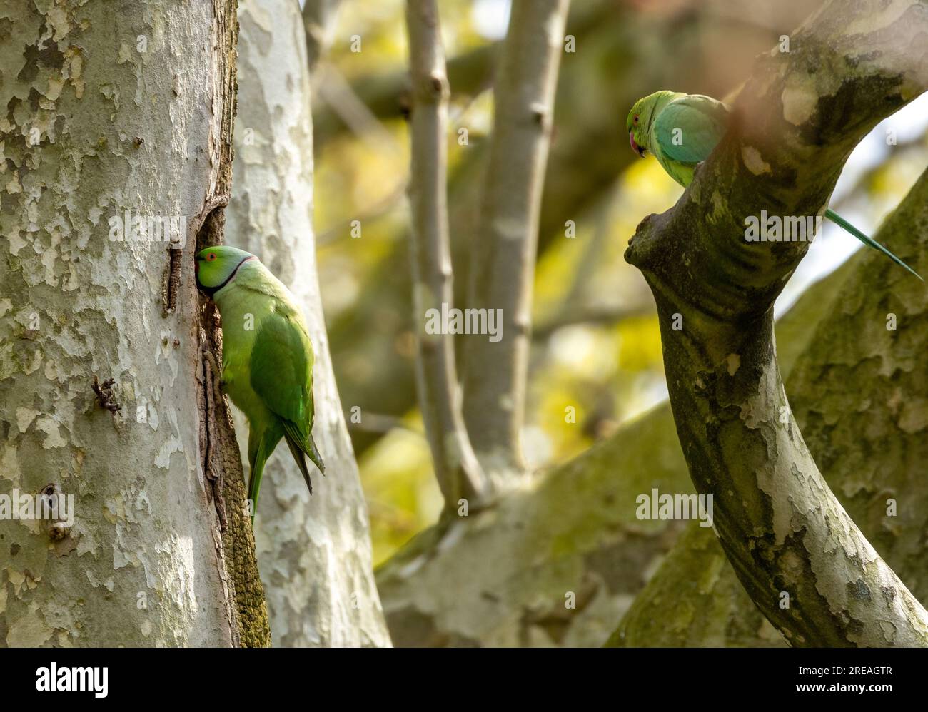 Rose ringed parakeet on a tree branch in Amsterdam Stock Photo - Alamy
