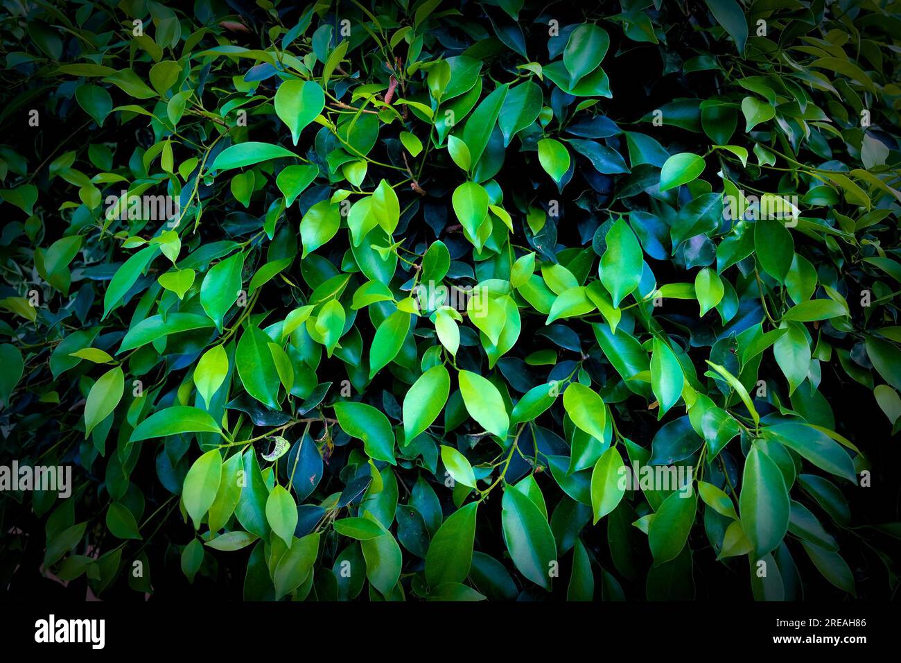 Intense green foliage background material, vibrant leaves of a ficus ...