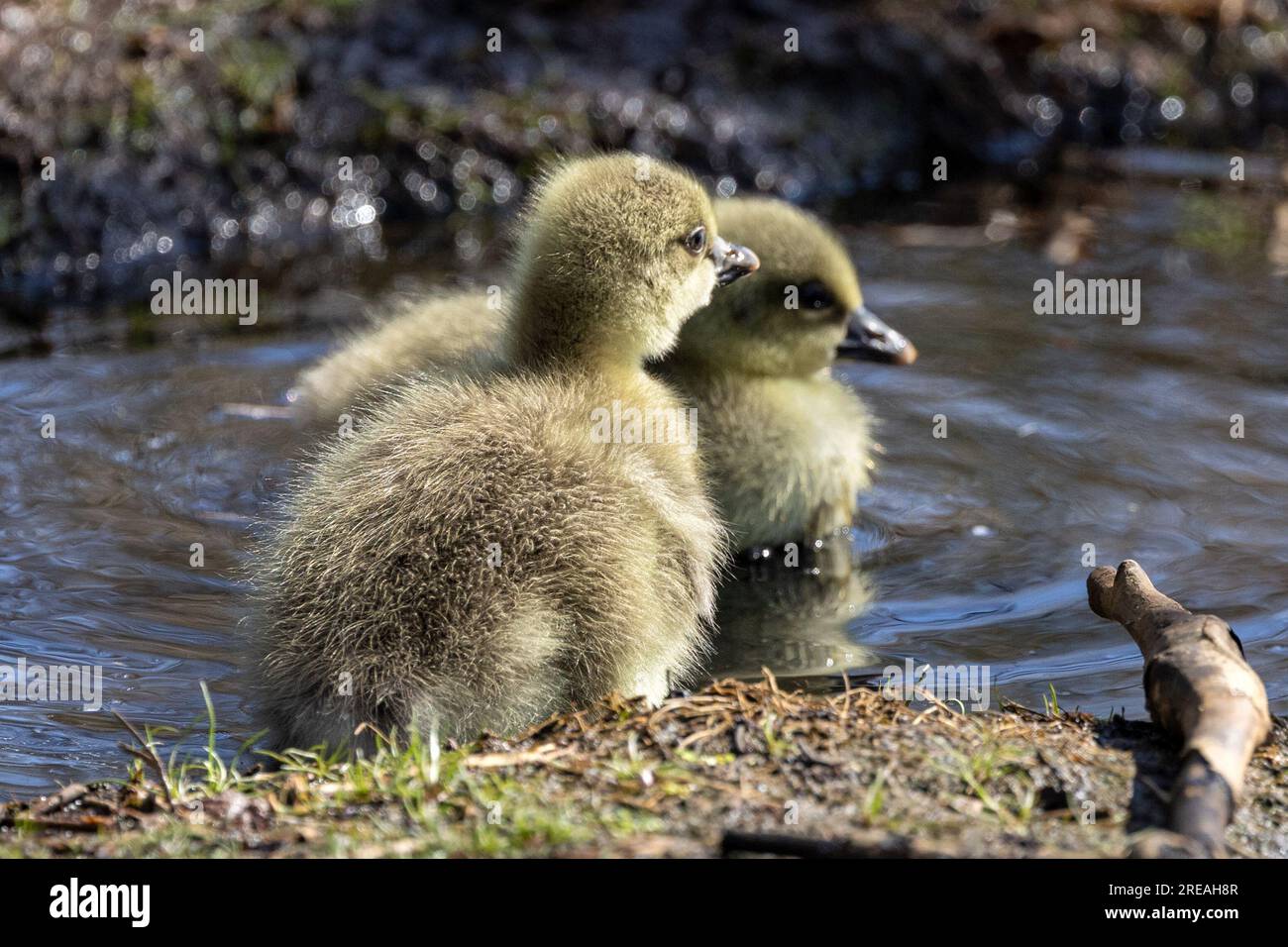 Greylag Goose, goslings, Springtime, National Trust, Brownsea Island ...