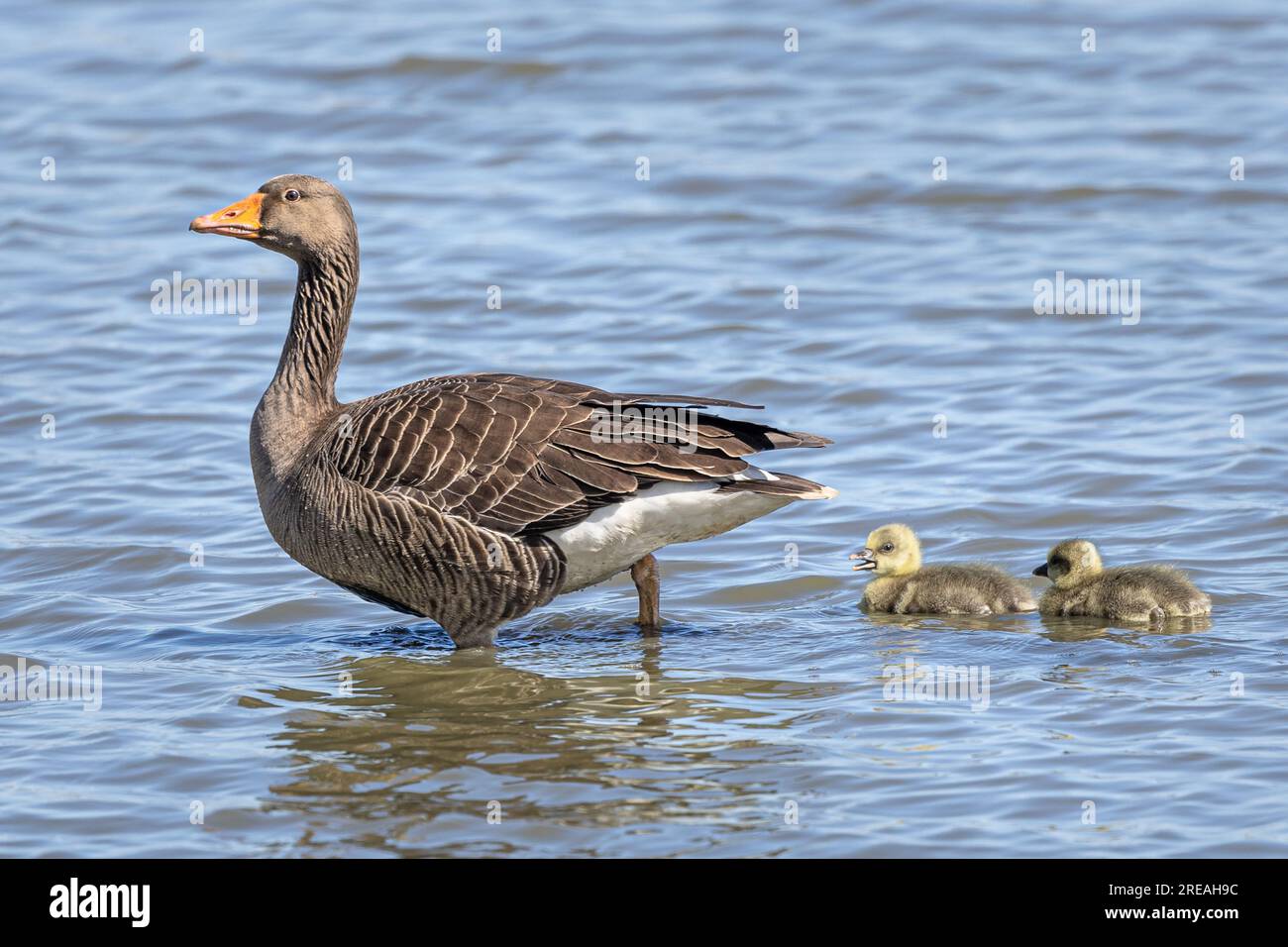 Greylag Goose, Springtime, National Trust, Brownsea Island, Dorset, UK ...