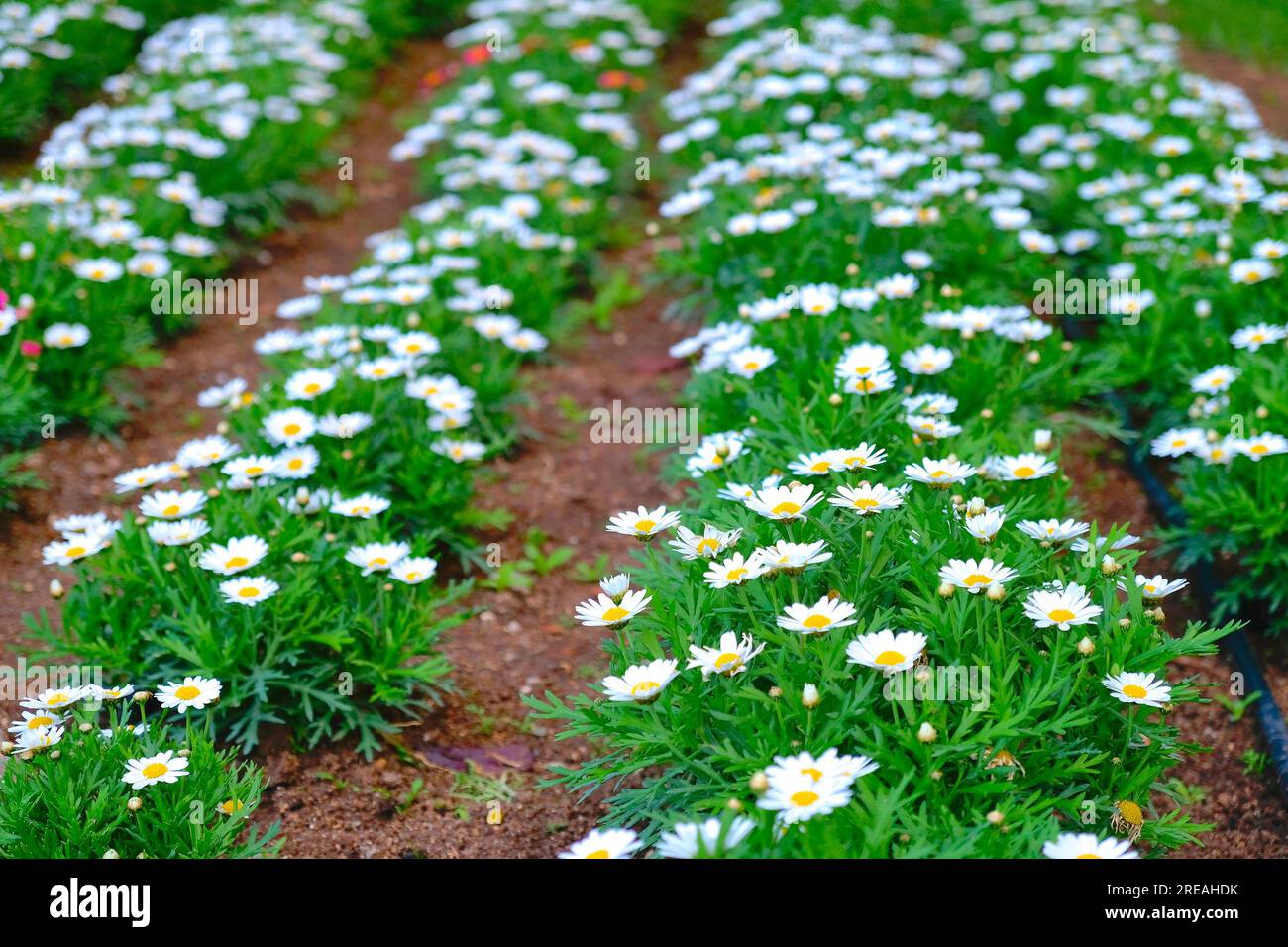 Rows of flowers at a flower nursery, small plantation of daisy and ...