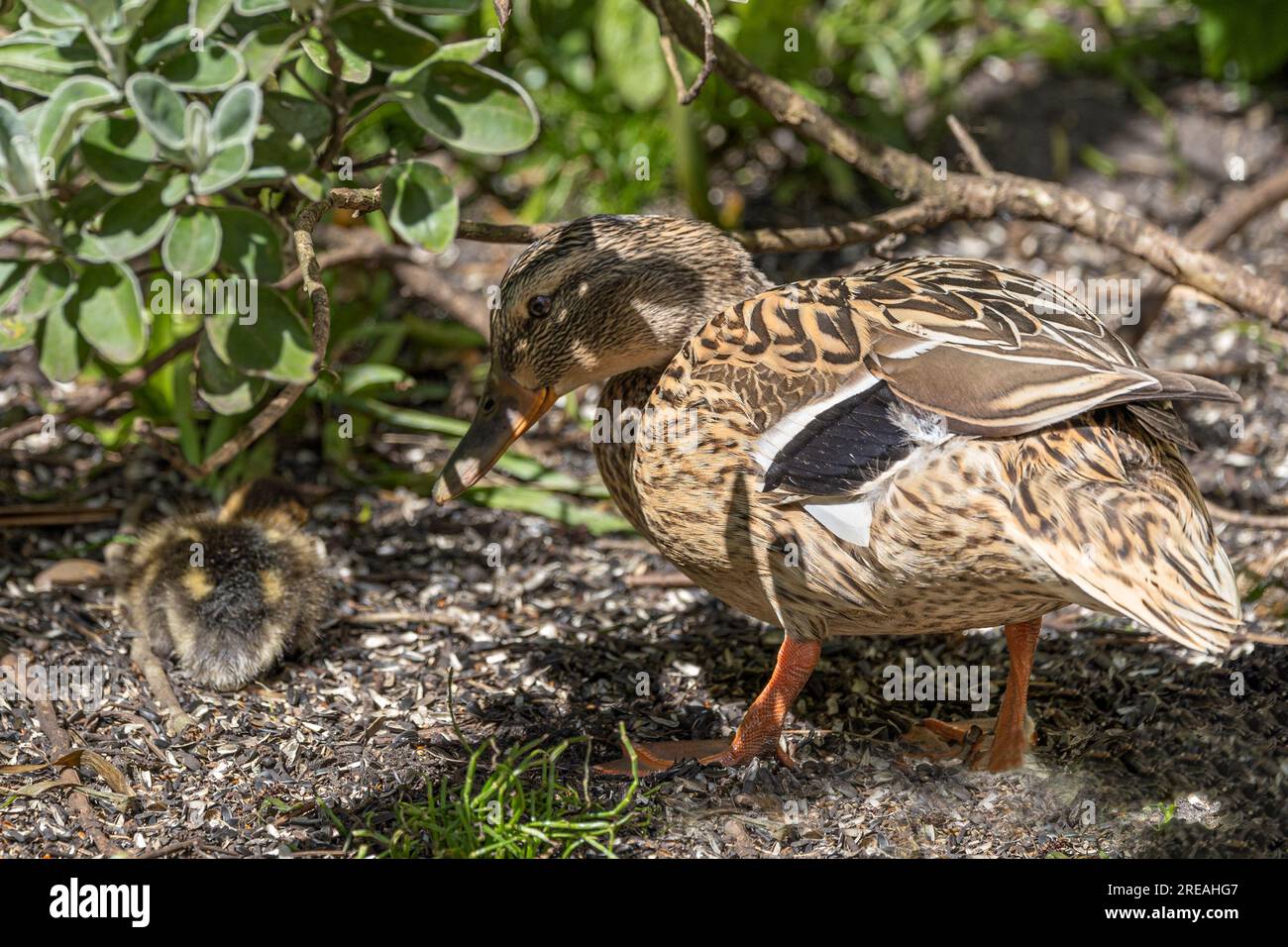 Female Mallard with duckling, Springtime, National Trust, Brownsea ...