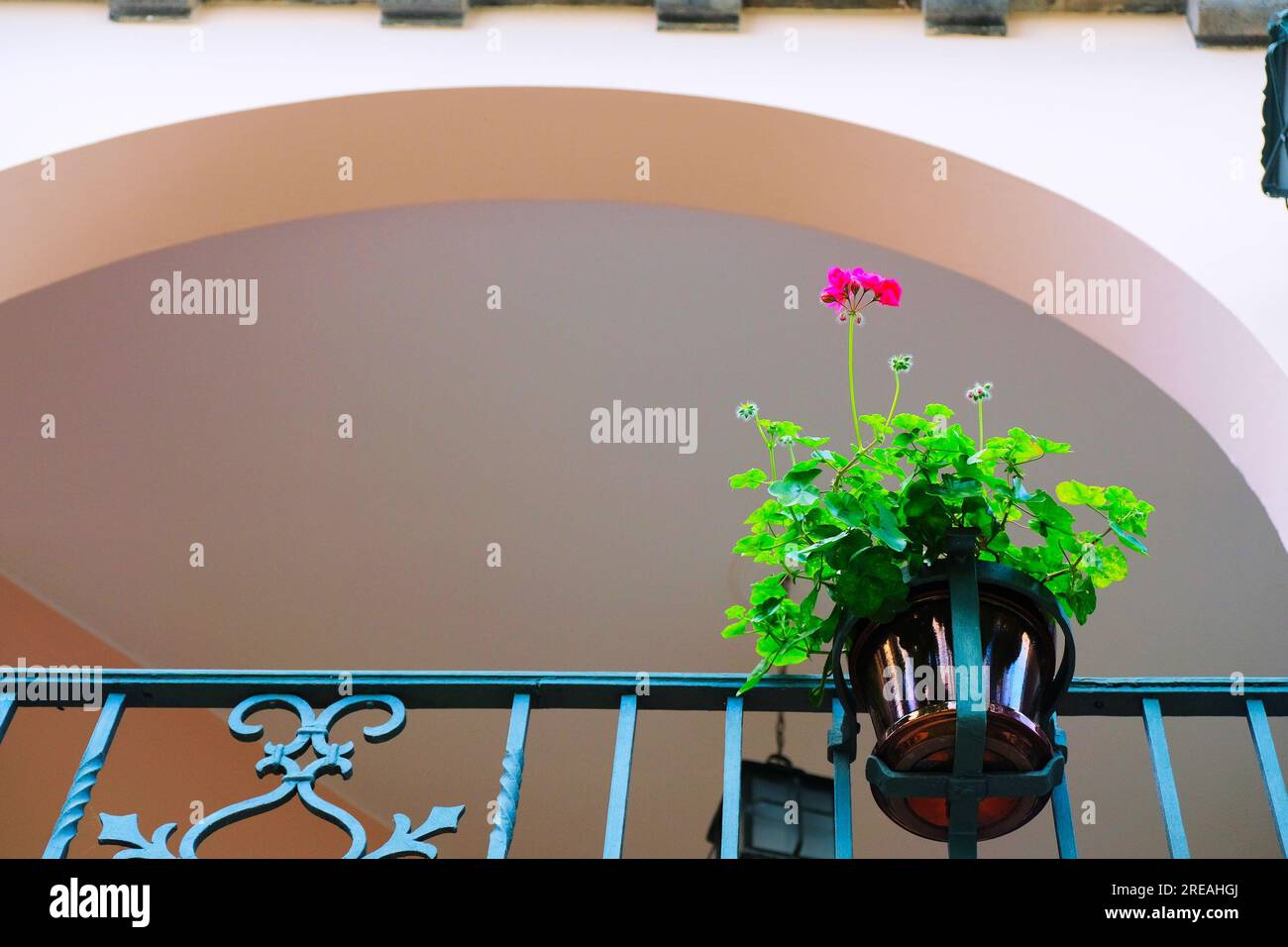 Single red geranium in a pot on an elegant classic balcony Stock Photo ...
