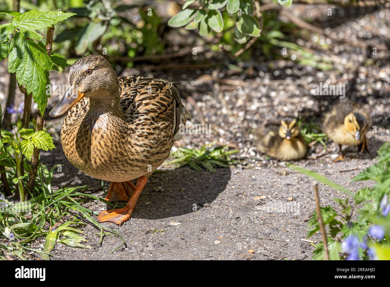Female Mallard with brood, Springtime, National Trust, Brownsea Island ...