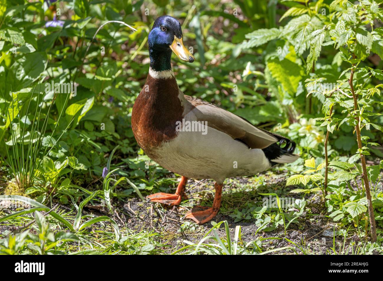 Male Mallard, Springtime, National Trust, Brownsea Island, Dorset, UK ...