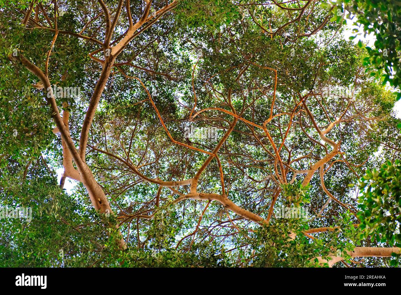 Old ficus hi-res stock photography and images - Alamy