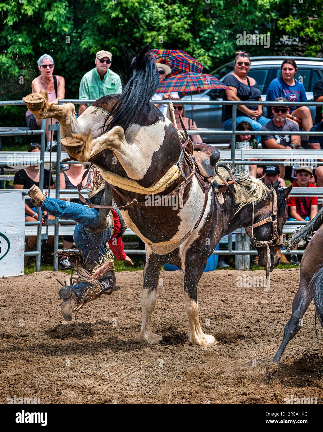 American rodeo, especially popular today throughout the western United ...