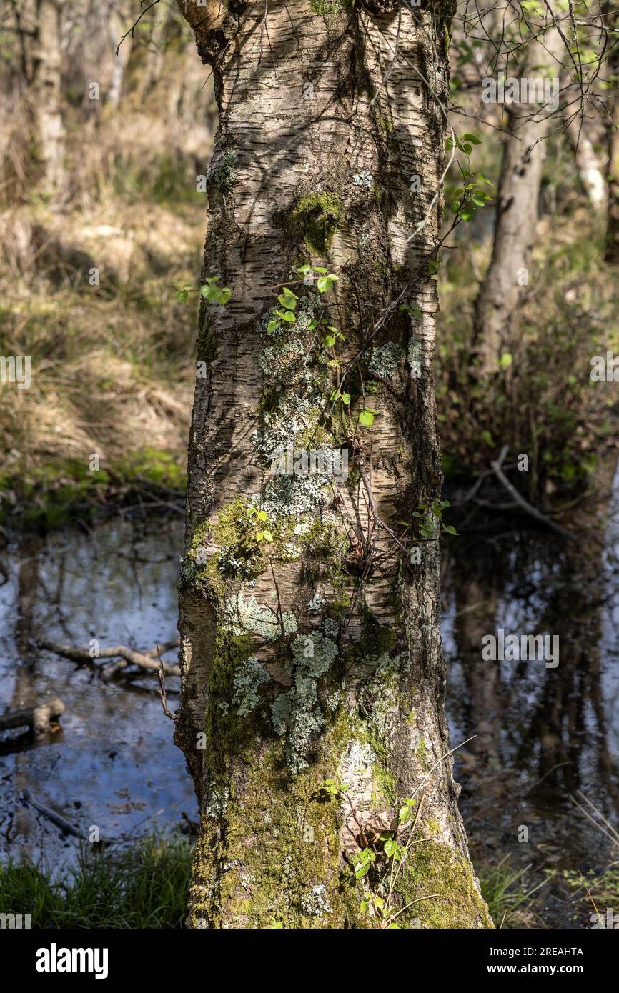 Birch tree, Springtime, National Trust, Brownsea Island, Dorset, UK ...