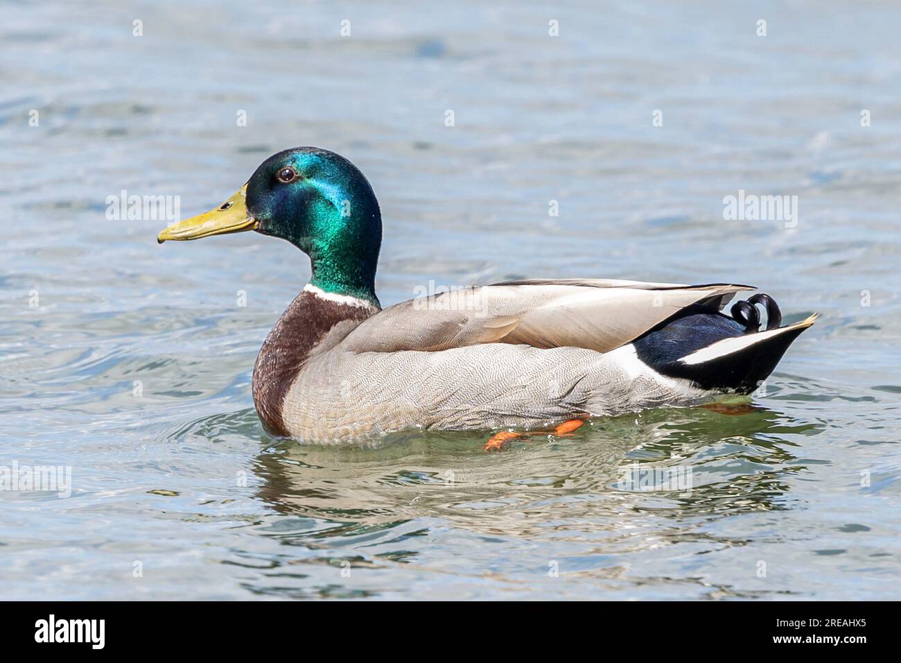 Male mallard, Springtime, National Trust, Brownsea Island, Dorset, UK ...