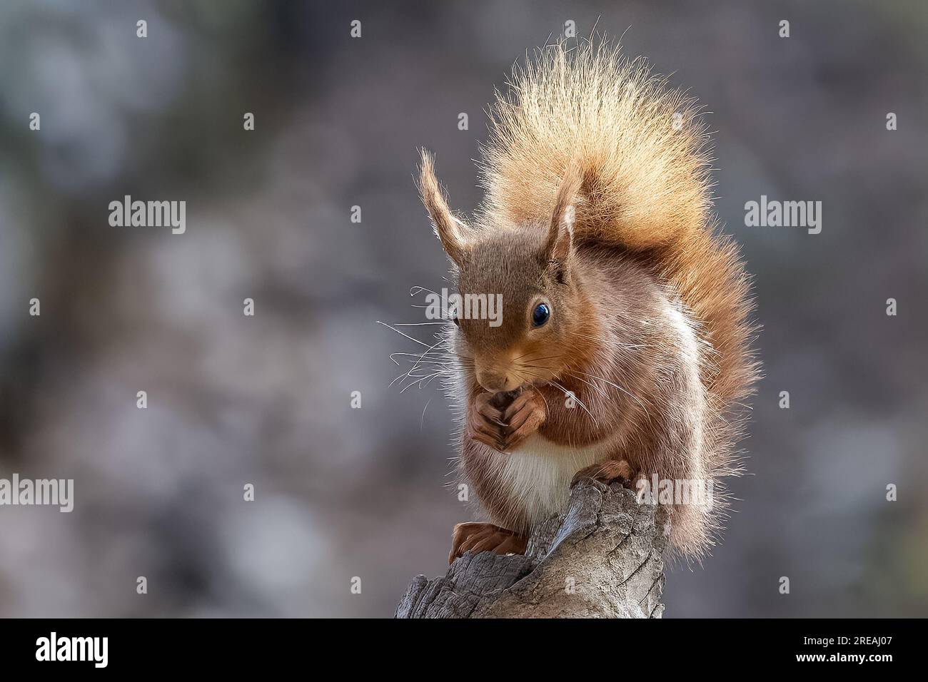 Eating horsechestnut seed, conker, Aesculus hippocastanum, Eurasian red ...