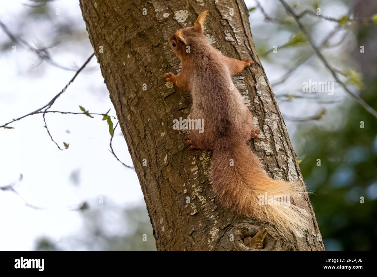 Red Squirrel, Springtime, National Trust, Brownsea Island, Dorset, UK ...