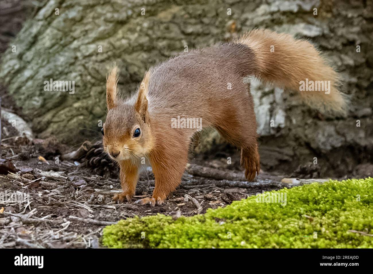 Brownsea island red squirrel hi-res stock photography and images - Alamy