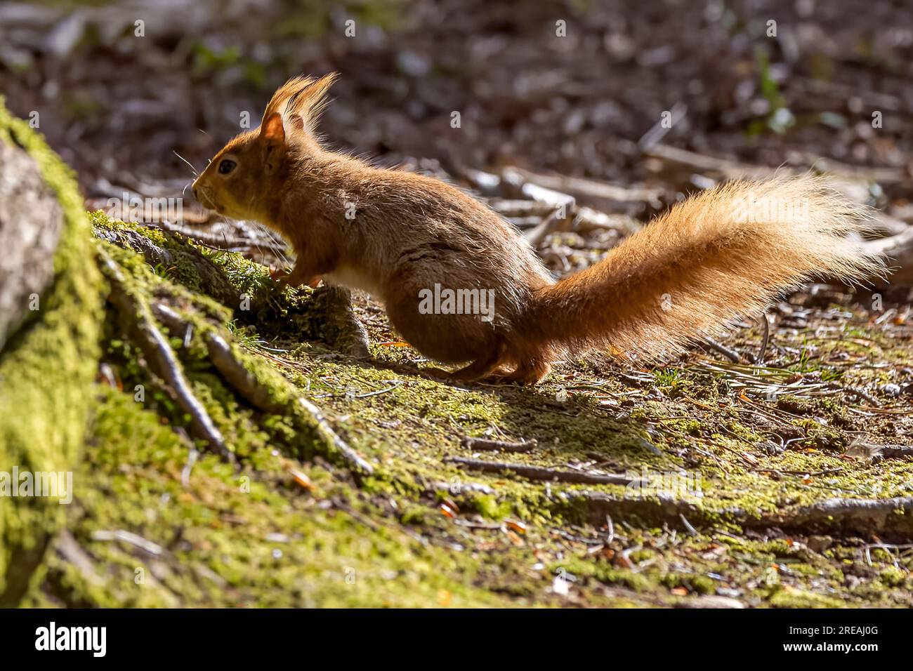 Red Squirrel, Springtime, National Trust, Brownsea Island, Dorset, UK ...