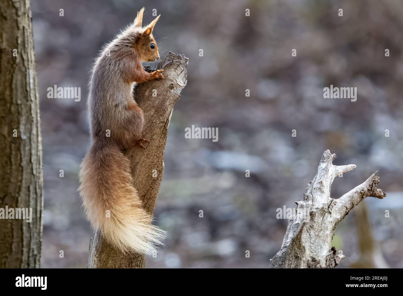 Red Squirrel, Springtime, National Trust, Brownsea Island, Dorset, UK ...
