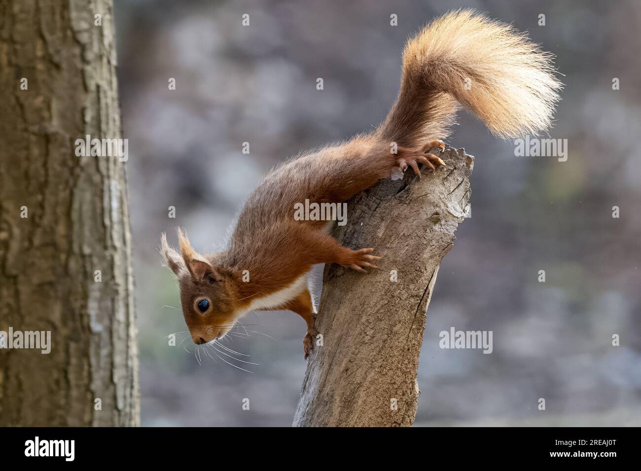 Red Squirrel, Springtime, National Trust, Brownsea Island, Dorset, UK ...