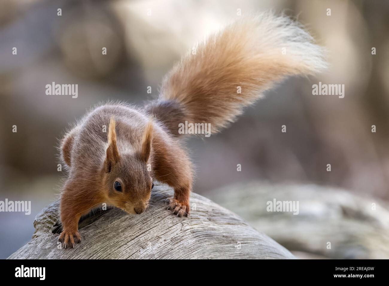 Red Squirrel, Springtime, National Trust, Brownsea Island, Dorset, UK ...